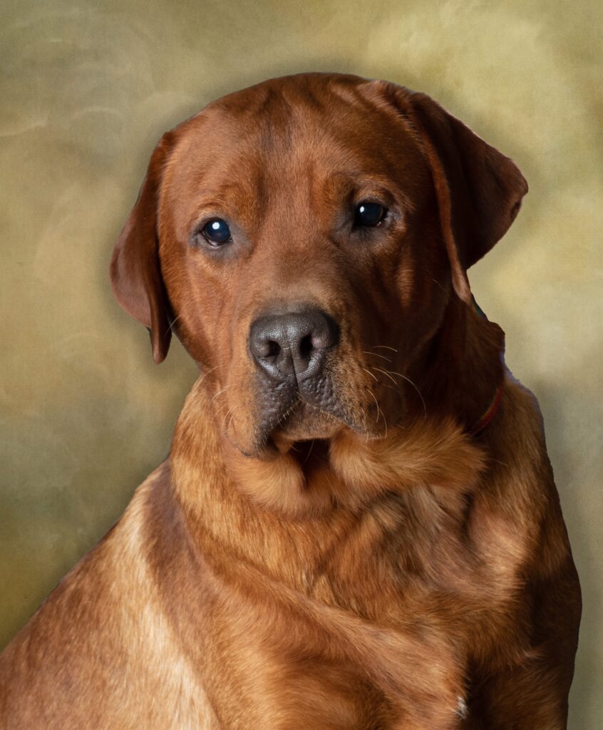 Our Fox Red Labs Fox Red Labrador Alabama Labs