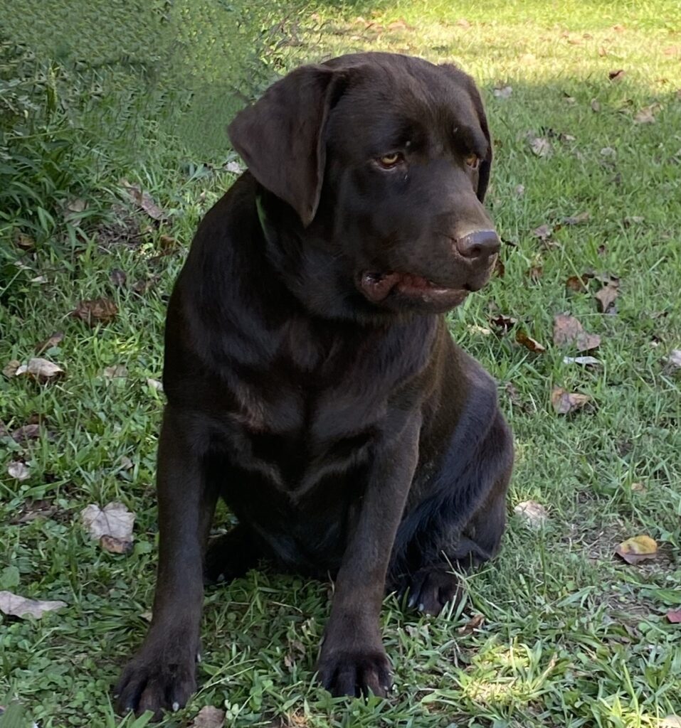 Our Chocolate Labs - Chocolate Labrador - Alabama Labs